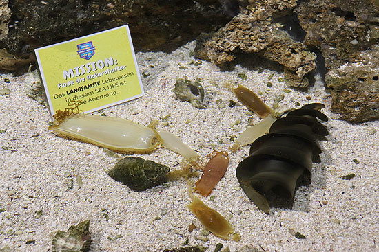 SEA LIFE München ab 19.3.2021 wieder geöffnet. Ab Freitag heißt es ...