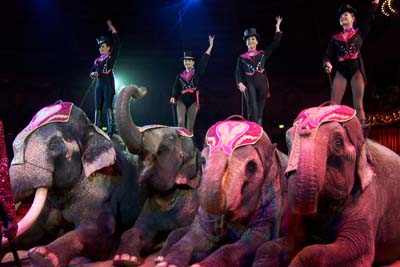 Circus Krone: James Puydebois und seine Elefanten / 01.02.2005 / Fotos ...