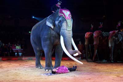 Circus Krone: James Puydebois und seine Elefanten / 01.02.2005 / Fotos ...